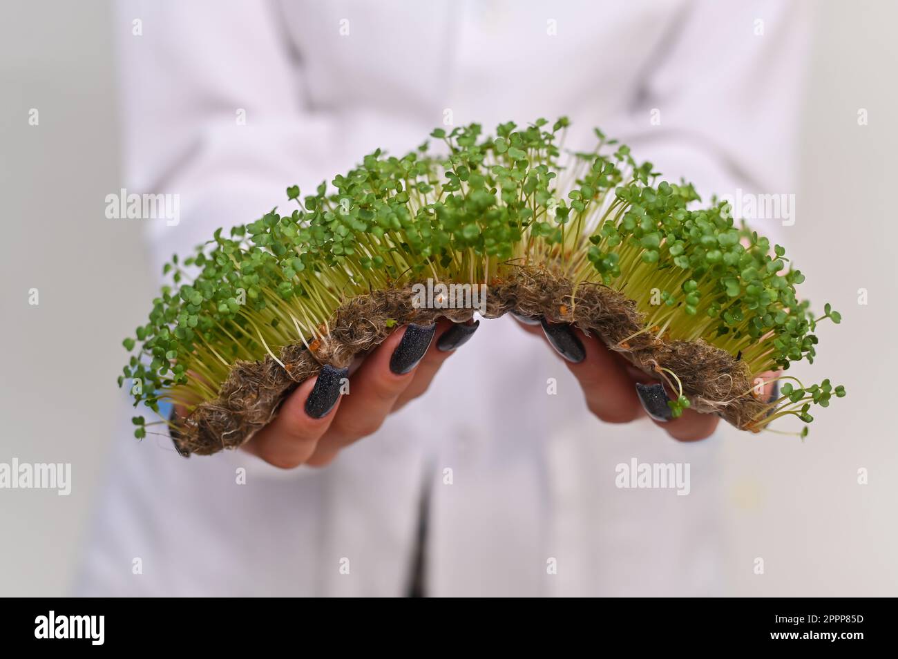 Linen growing mat hi-res stock photography and images - Alamy