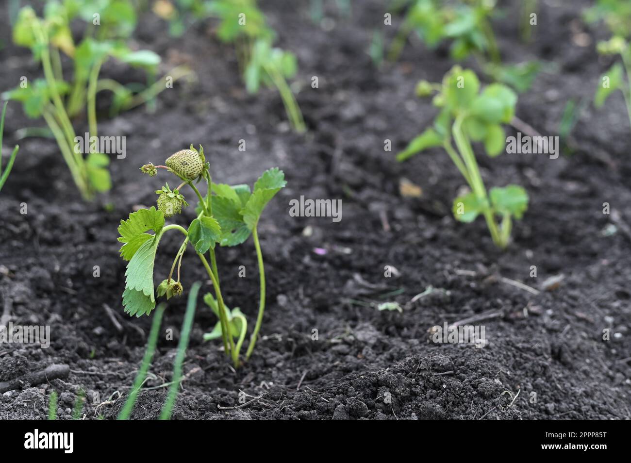 young strawberry sprouts with berries. strawberries are transplanted ...