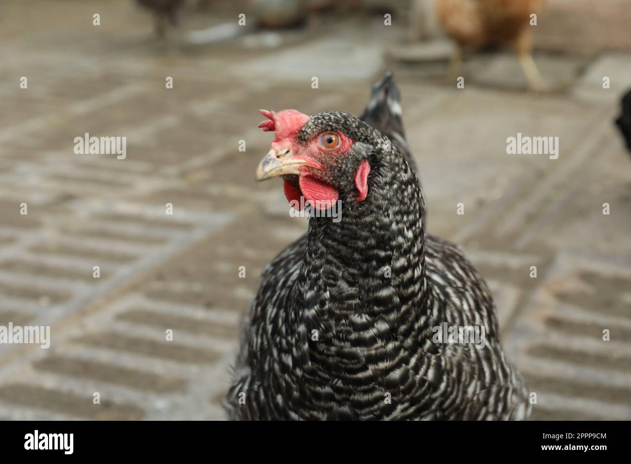 Beautiful black chicken in yard. Domestic animal Stock Photo - Alamy