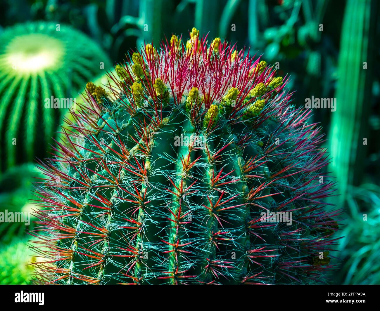 giant flowering cactus. Cactus in the process of flowering Stock Photo ...