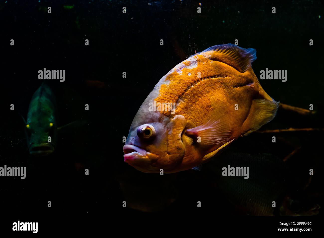 bright yellow fish on a black background Stock Photo - Alamy