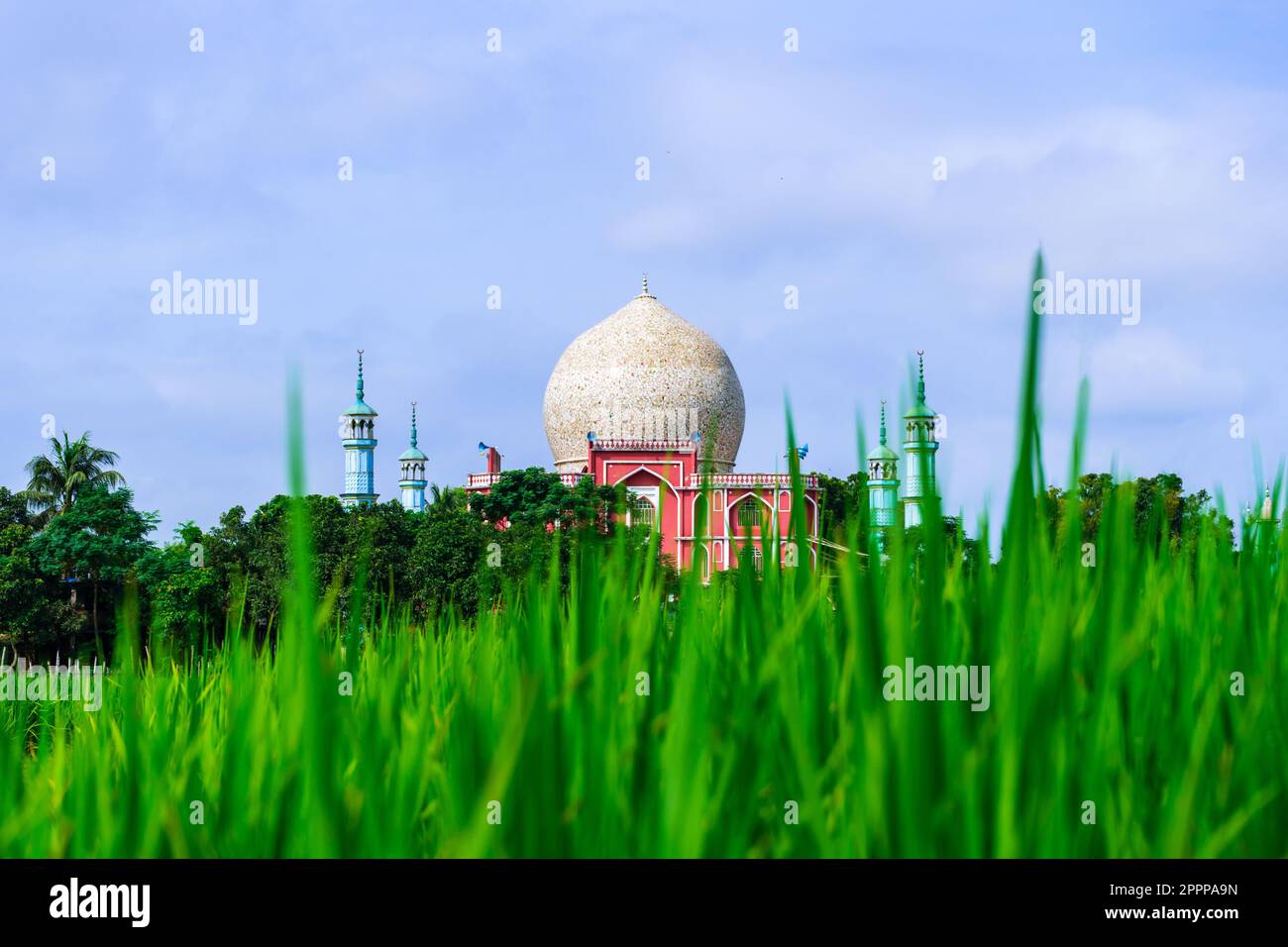 Mosque on the background of a green rice field Stock Photo - Alamy