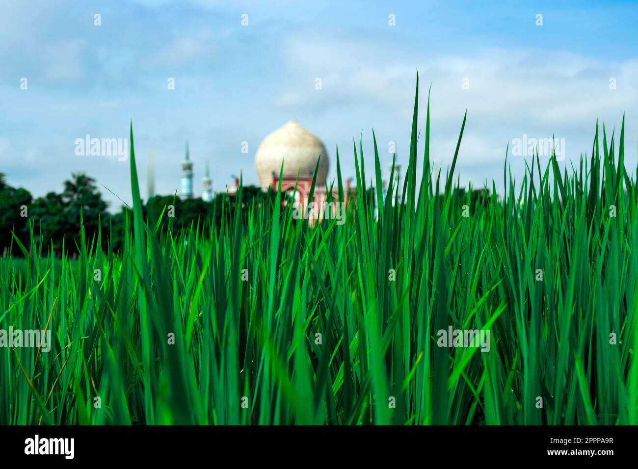 dome of the mosque on the background of rice field Stock Photo - Alamy