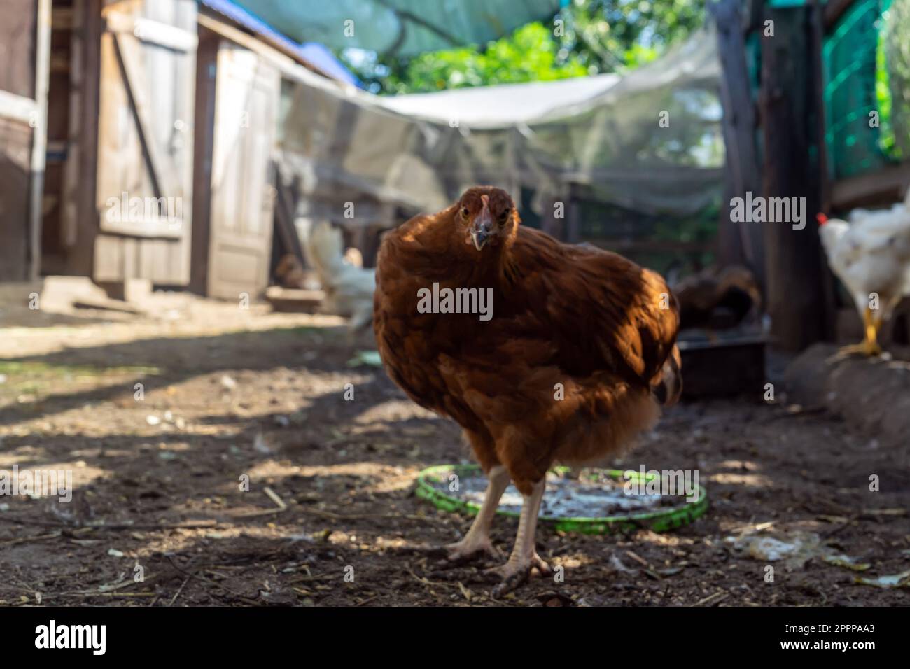 Brown hen on farm. Homemade poultry. Domestic poultry farm Stock Photo ...