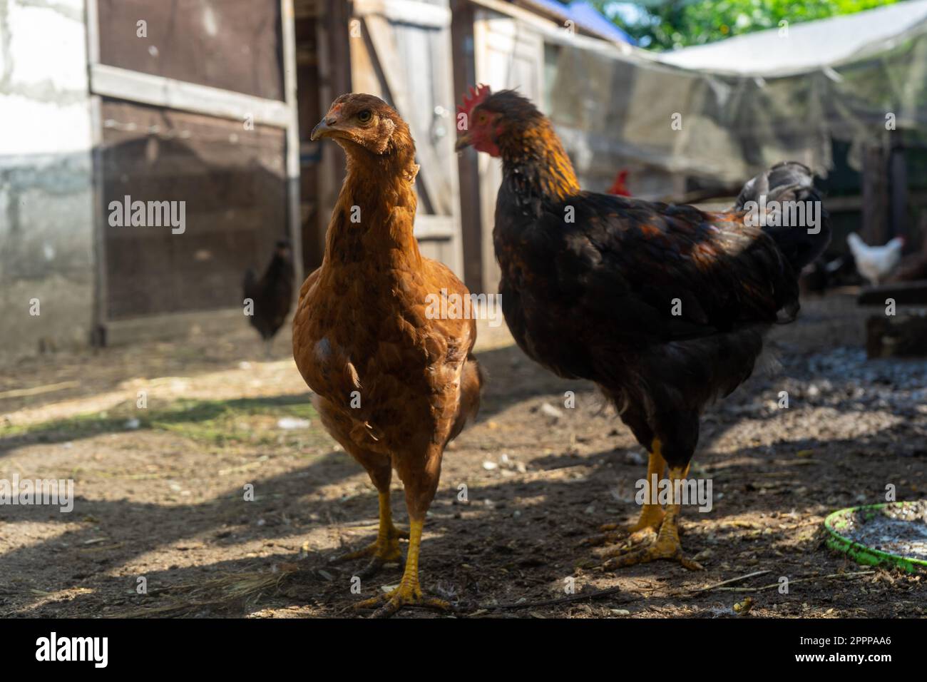 Brown hen on farm. Homemade poultry. Domestic poultry farm Stock Photo ...