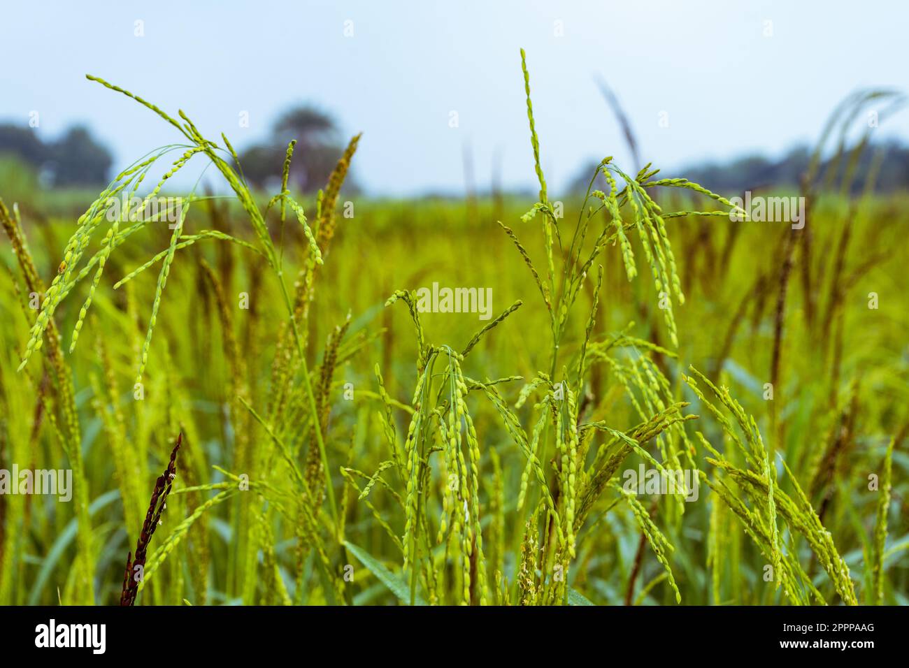 Ripe ears of rice. The rice plant Stock Photo - Alamy