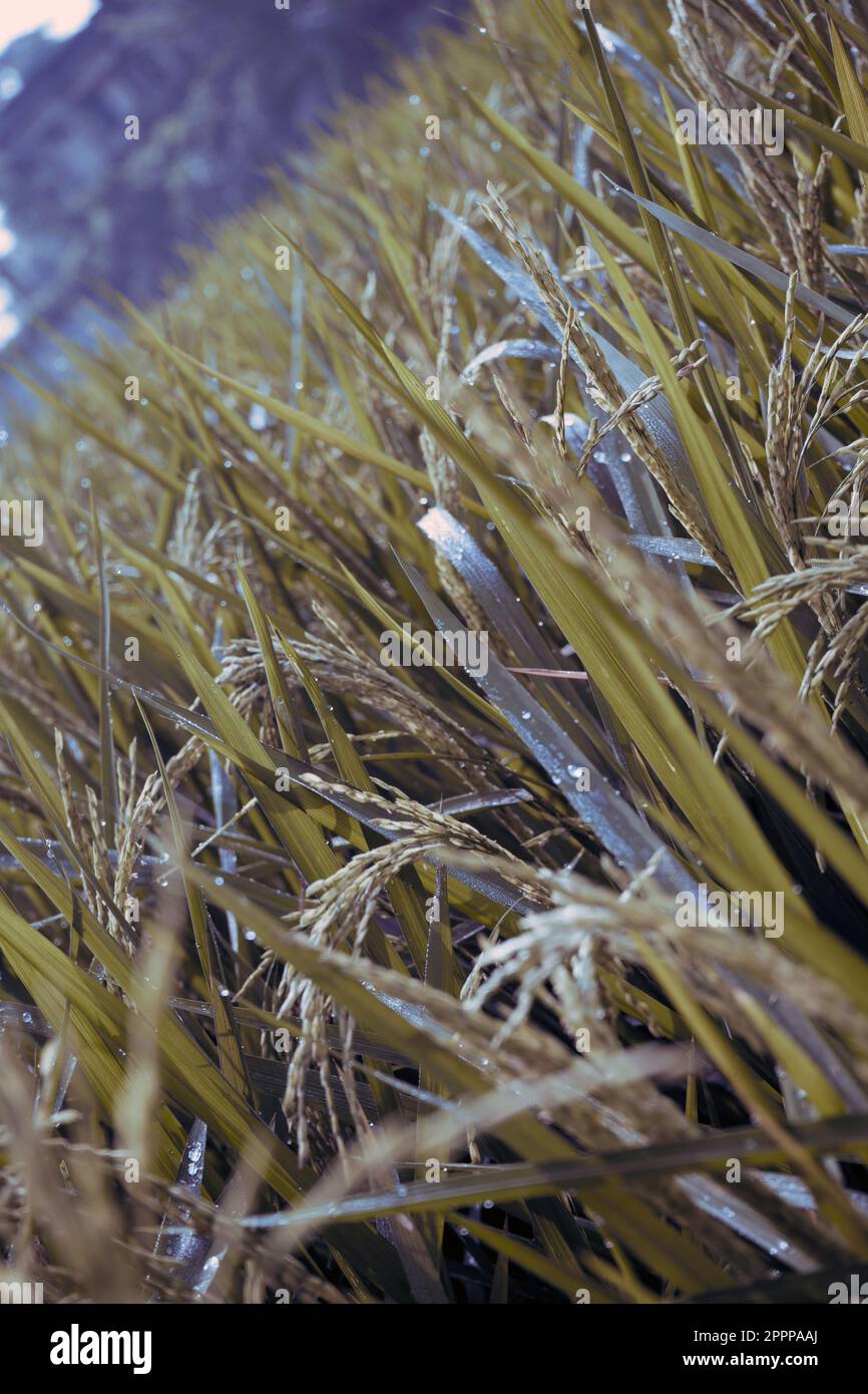 Ripe ears of rice. Rice field green rice stalks with dew drops Stock ...