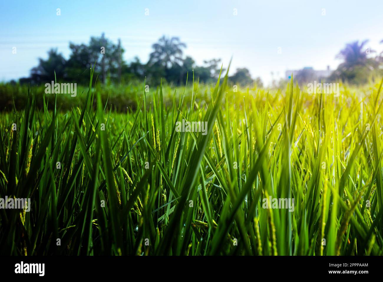 Ripe ears of rice. Rice field green rice stalks Stock Photo - Alamy
