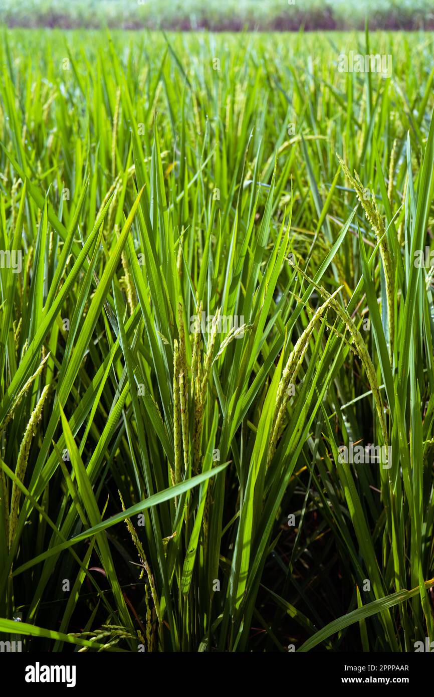 Rice field green rice stalks. Ripe ears of rice Stock Photo - Alamy