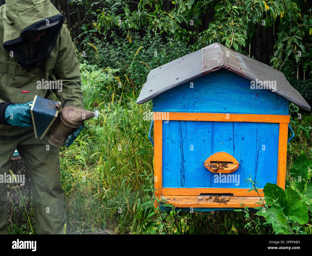 Beekeeper smoking honey bees with bee smoker on the apiary Stock Photo ...