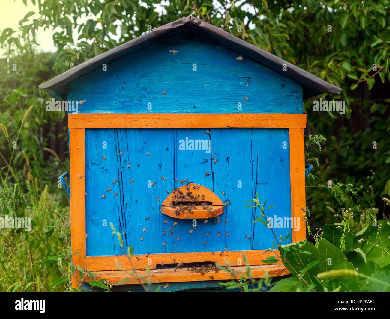 Beehive blue yellow color in green garden Stock Photo - Alamy