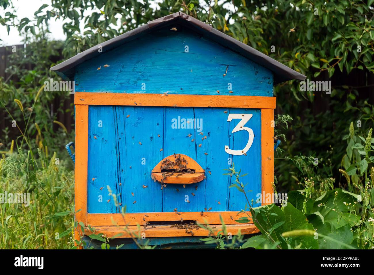 Beehive blue yellow color in green garden Stock Photo - Alamy