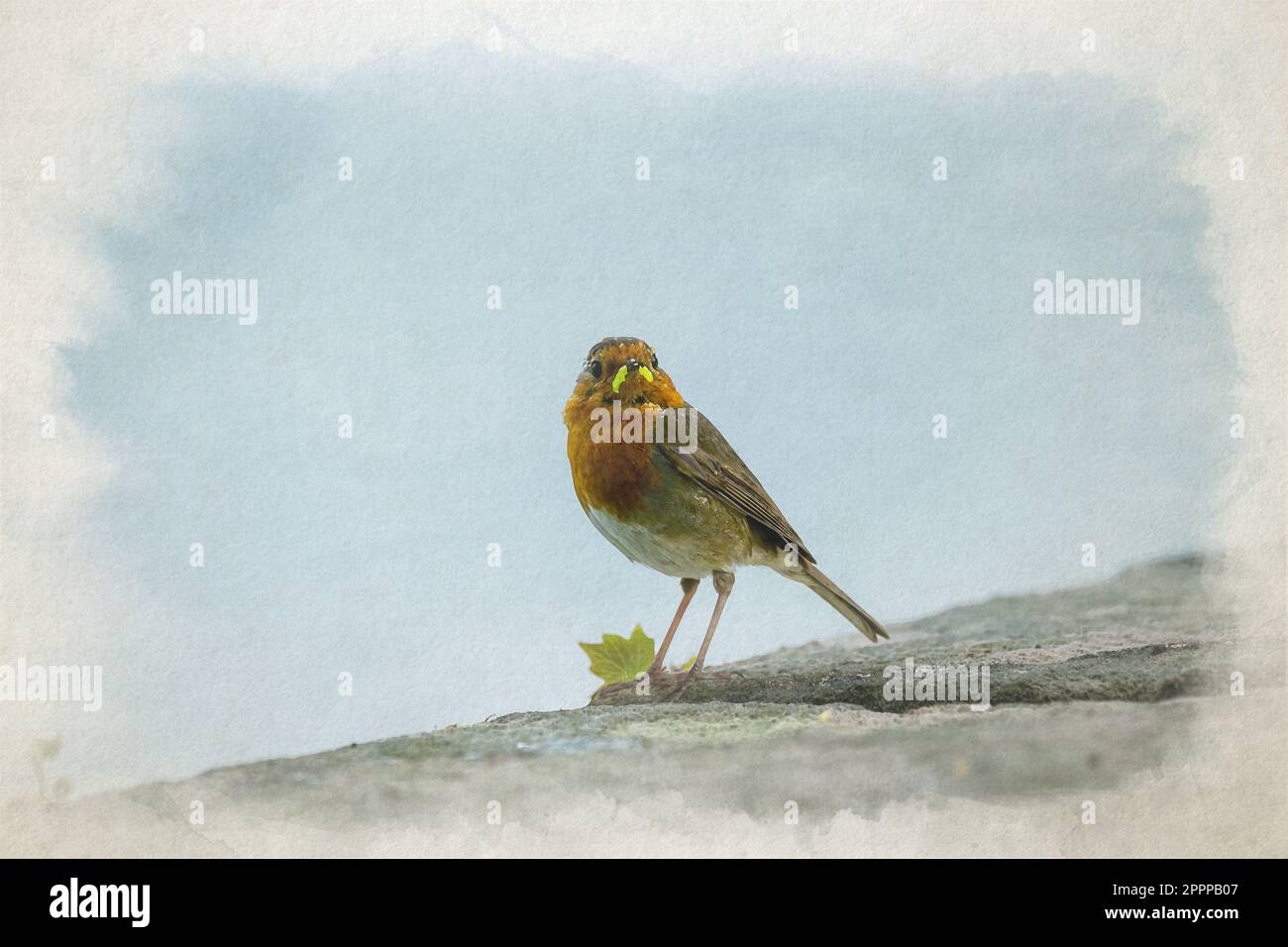 A digital watercolour painting of a European Robin redbreast, Erithacus ...