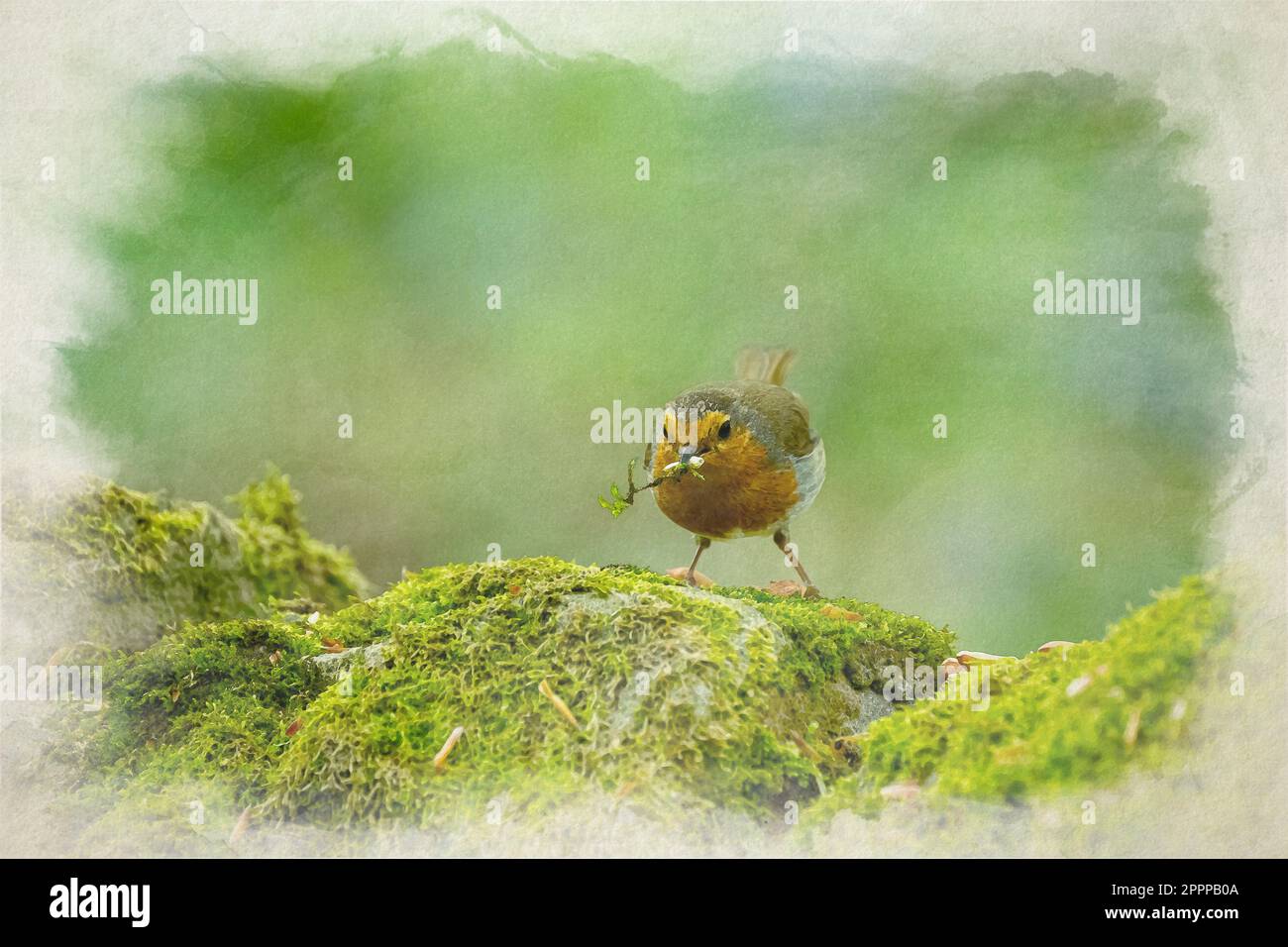 A digital watercolour painting of a European Robin redbreast, Erithacus ...
