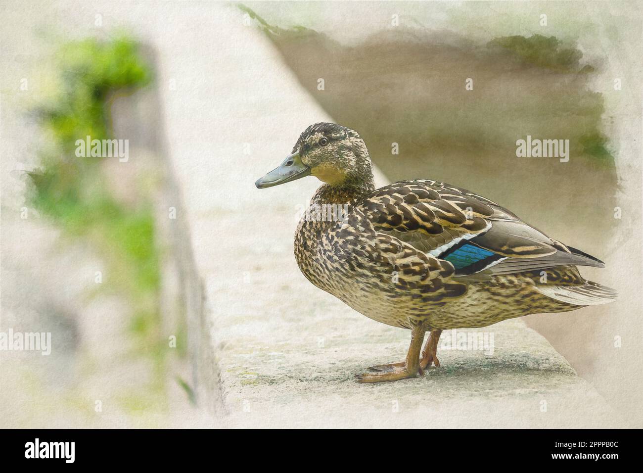 Female Mallard Duck Painting