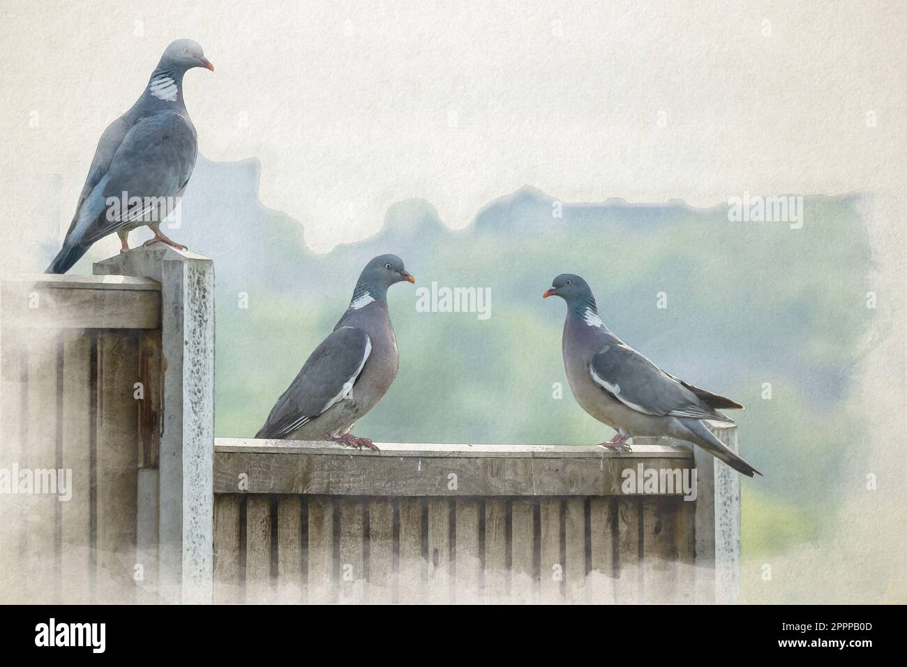 A digital watercolour painting of common wood pigeons, Columba palumbus ...