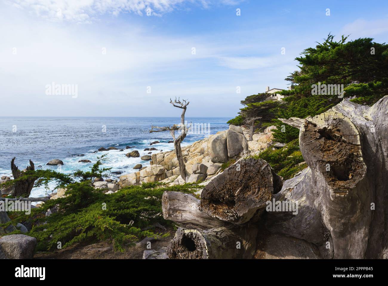 Ghost Trees at Pescadero Point on the 17 Mile Drive, California ...