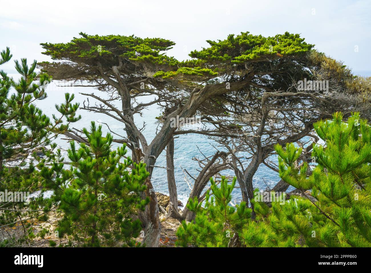 Cypress trees cliff ocean hi-res stock photography and images - Alamy