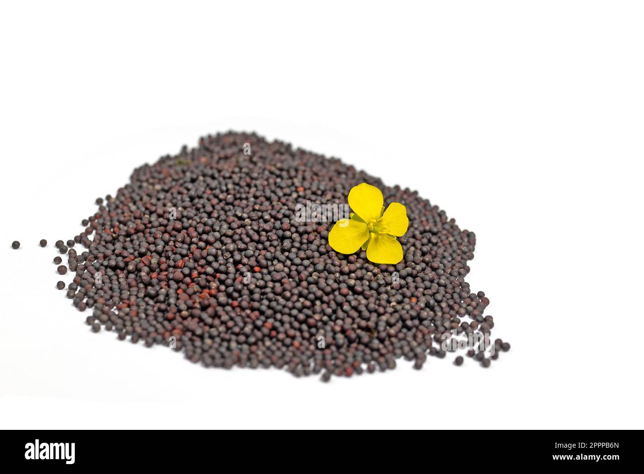 Rapeseed grains isolated against white background Stock Photo - Alamy