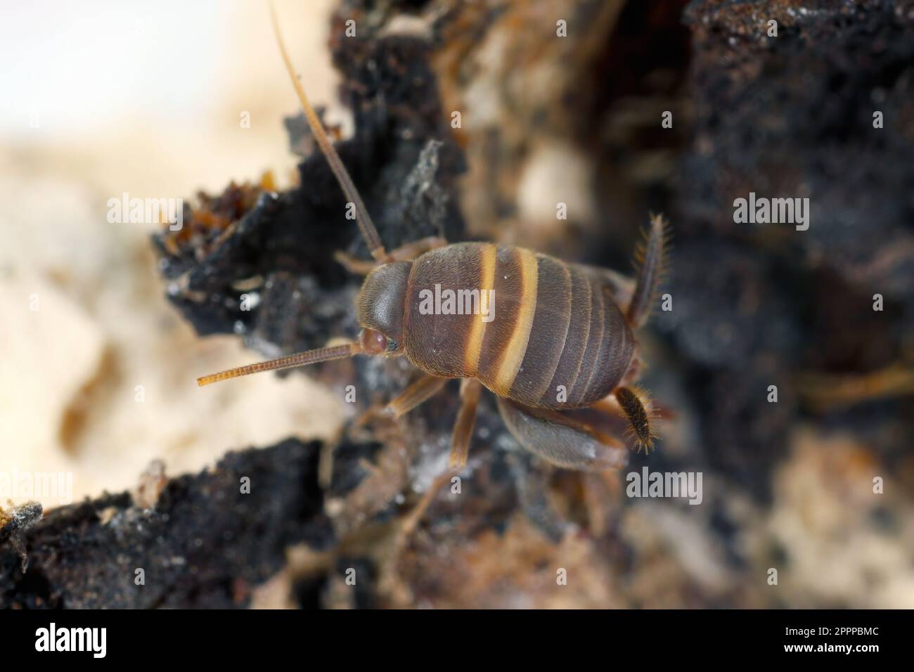 Ant cricket, Myrmecophilous cricket, Ant's nest cricket (Myrmecophilus ...