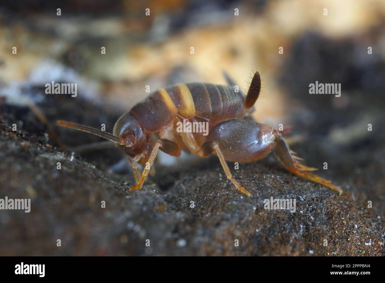 Ant cricket, Myrmecophilous cricket, Ant's nest cricket (Myrmecophilus ...
