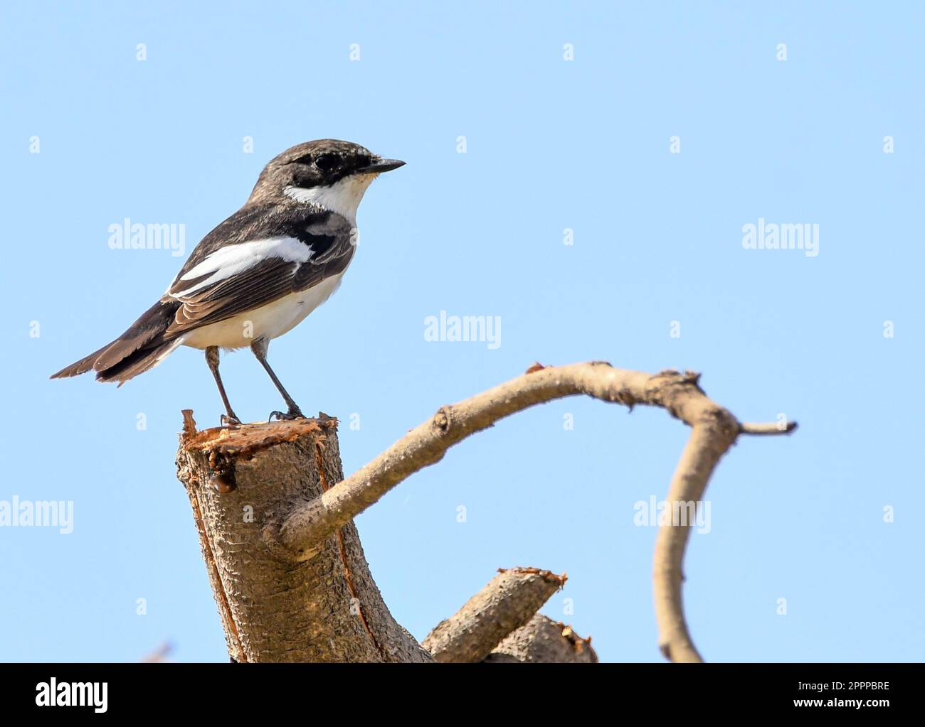 Atlas flycatcher hi-res stock photography and images - Alamy