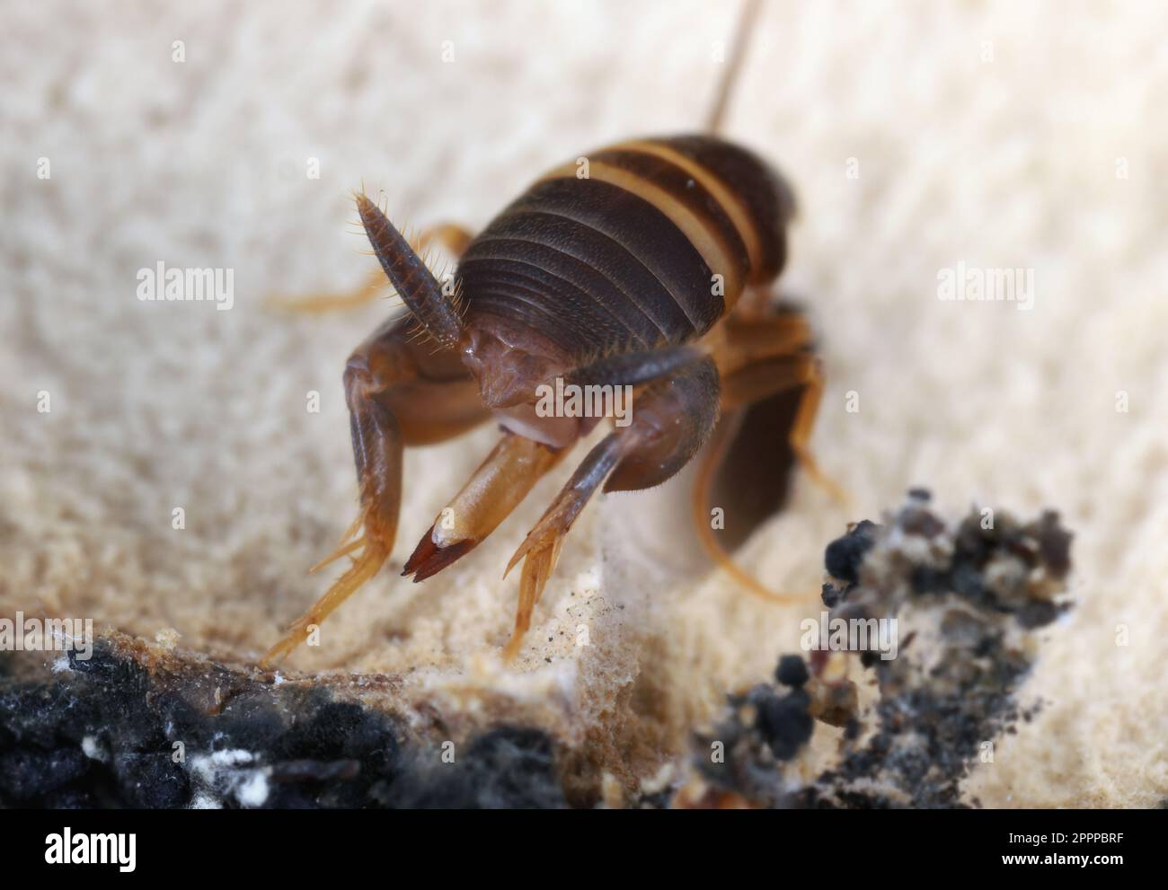 Ant cricket, Myrmecophilous cricket, Ant's nest cricket (Myrmecophilus ...