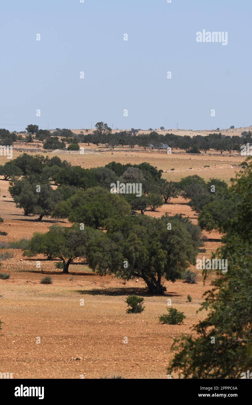 Plantation of argan hi-res stock photography and images - Alamy