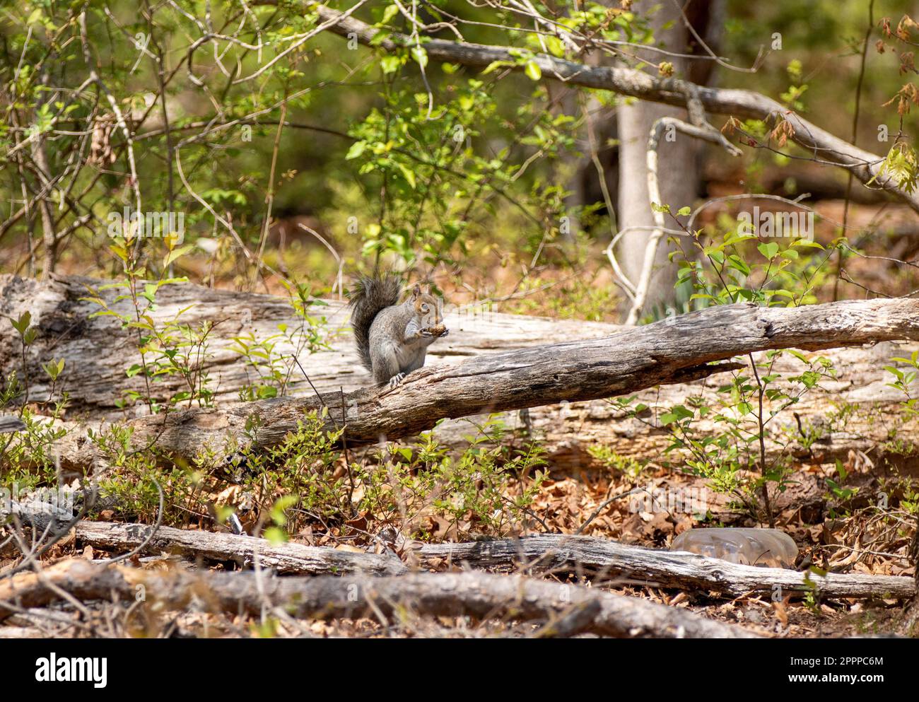 A grey squirrel feeding on acorns and watchful on a dead tree Stock ...