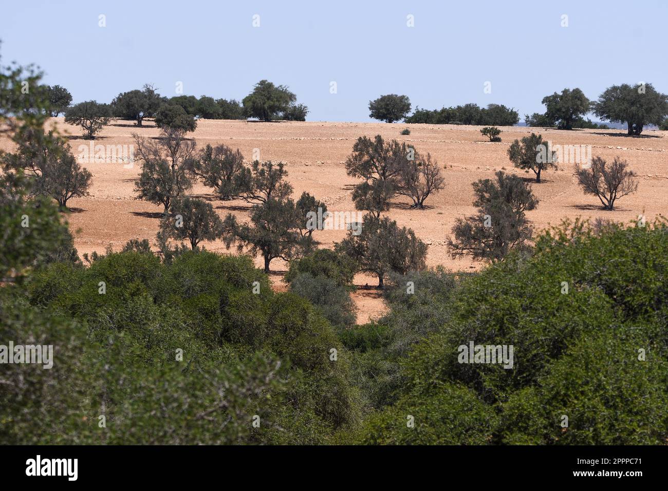 Argan tree plantation hi-res stock photography and images - Alamy