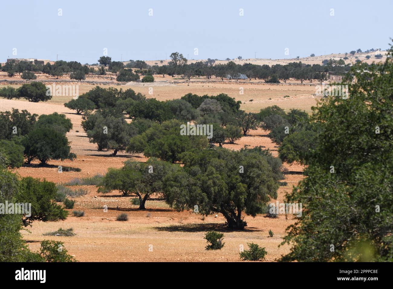 Plantation of argan hi-res stock photography and images - Alamy