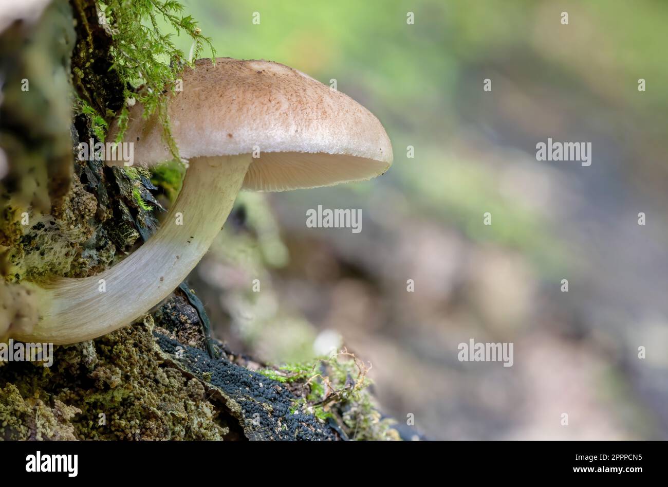 Plautus hi-res stock photography and images - Alamy