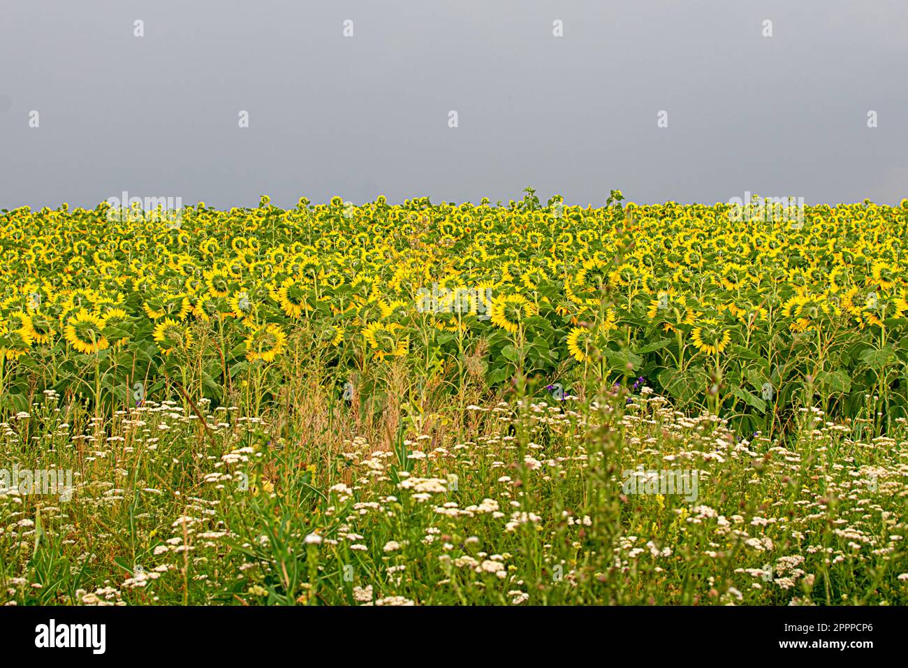 Horizon line sunflowers hi-res stock photography and images - Alamy