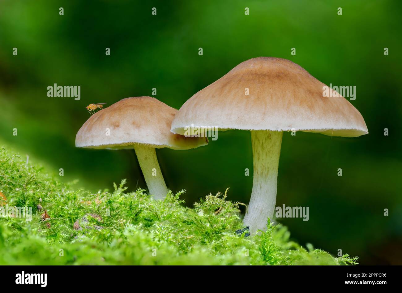 Willow shield, Pluteus salicinus Stock Photo - Alamy