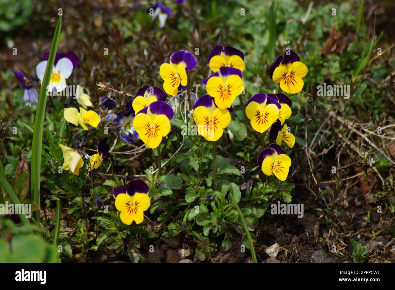 Violets petals hi-res stock photography and images - Alamy