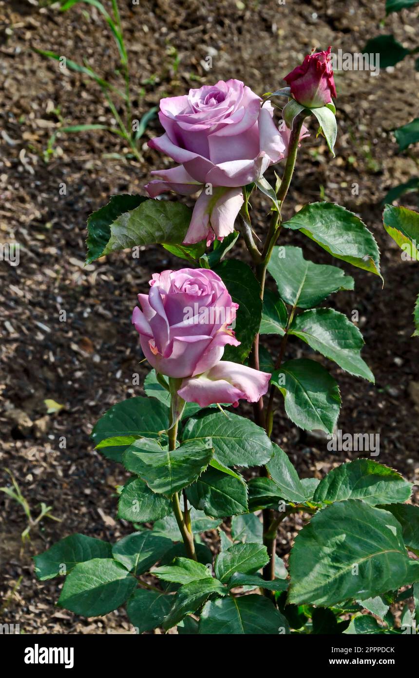 Blue Girl Rose Bush
