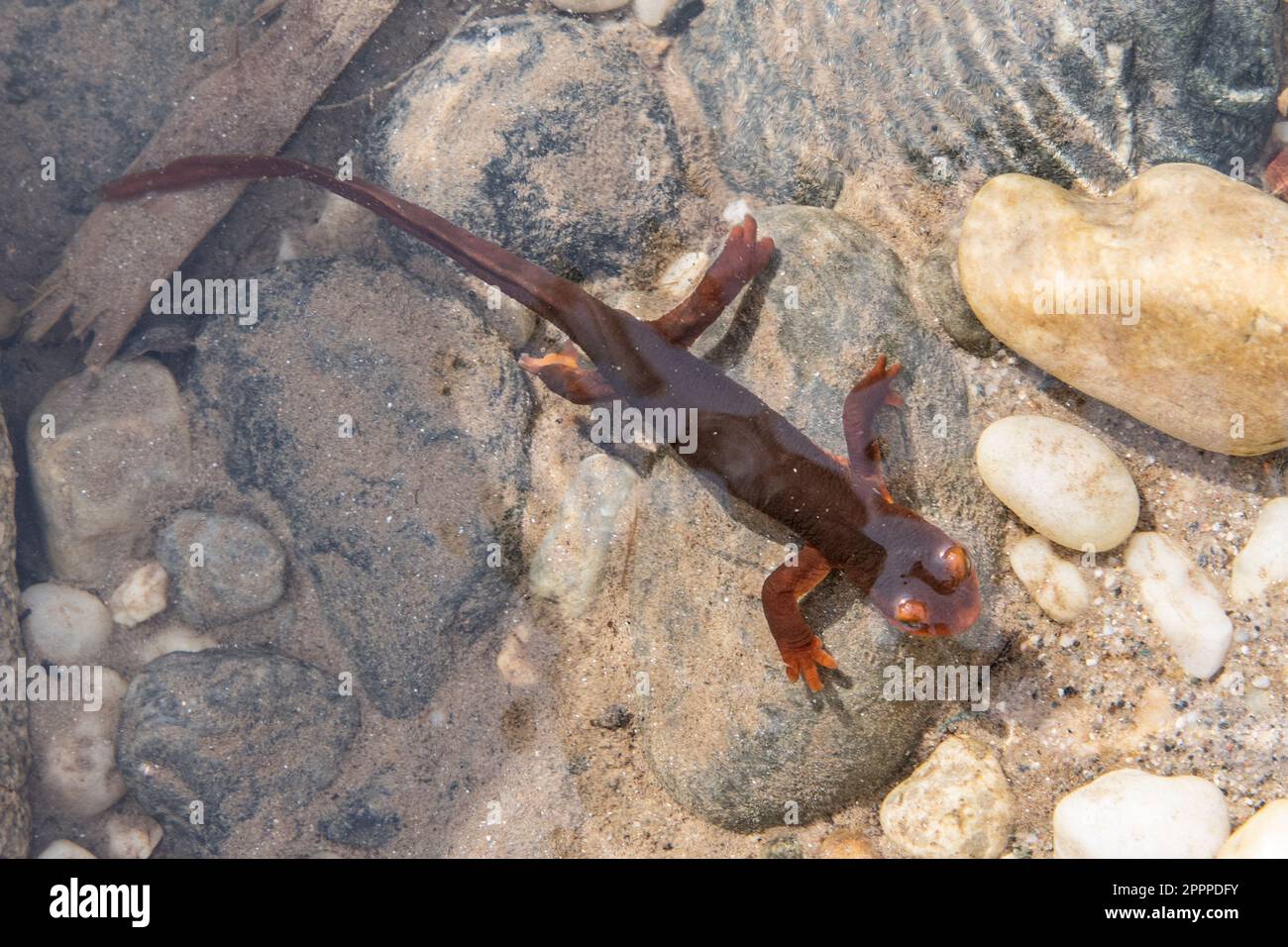 The Sierra newt (Taricha sierrae) a type of salamander endemic to ...