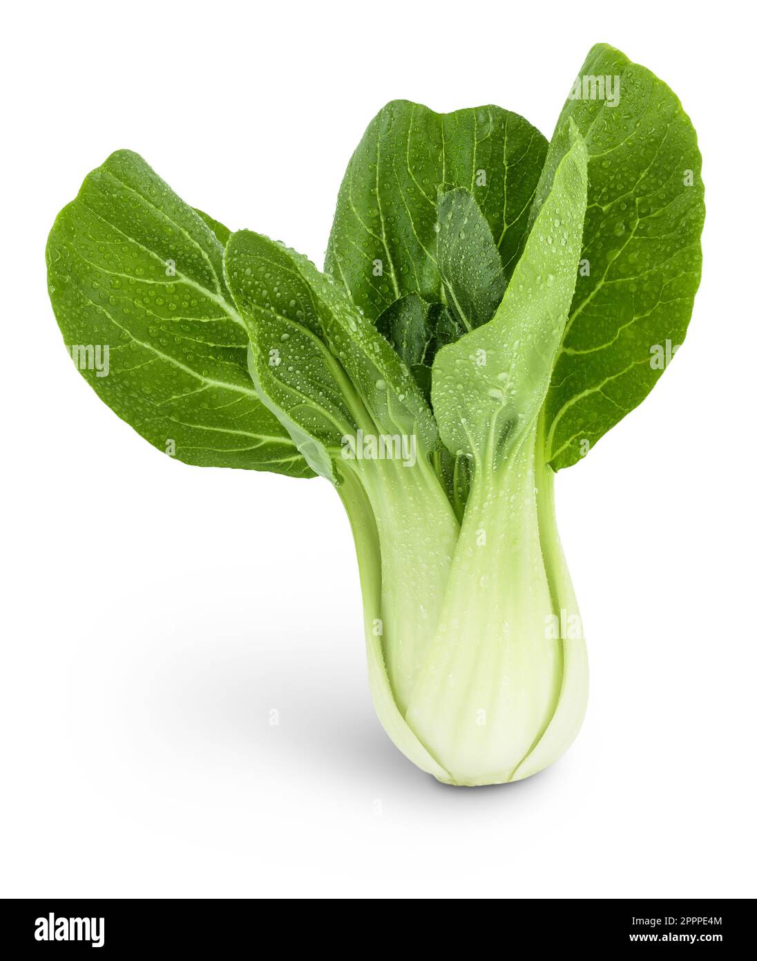 Fresh pak choi cabbage isolated on white background with full depth of ...