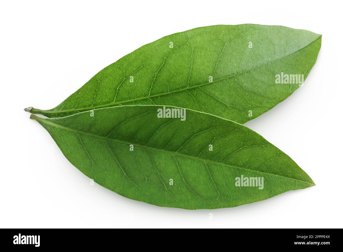Green lychee leaf isolated on a white background. Top view. Flat lay ...