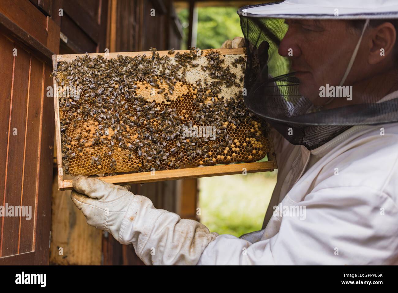 Male beekeeper doing an inspection, opening the beehive, checking brood ...