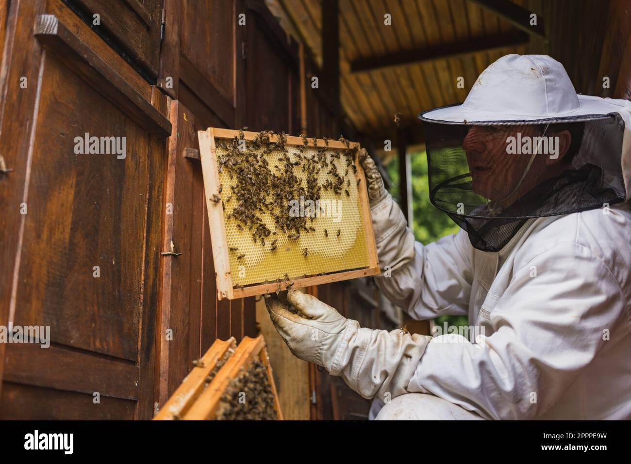 Beekeeper doing a hive inspection, carefully taking hive frames and ...