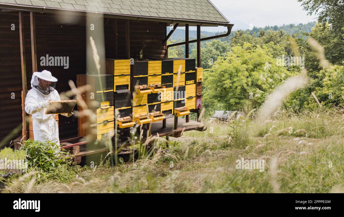 Beekeeper standing in front of the beehives, doing beehive monitoring ...