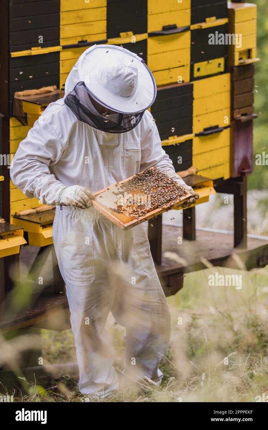 Person covered in bees hi-res stock photography and images - Alamy