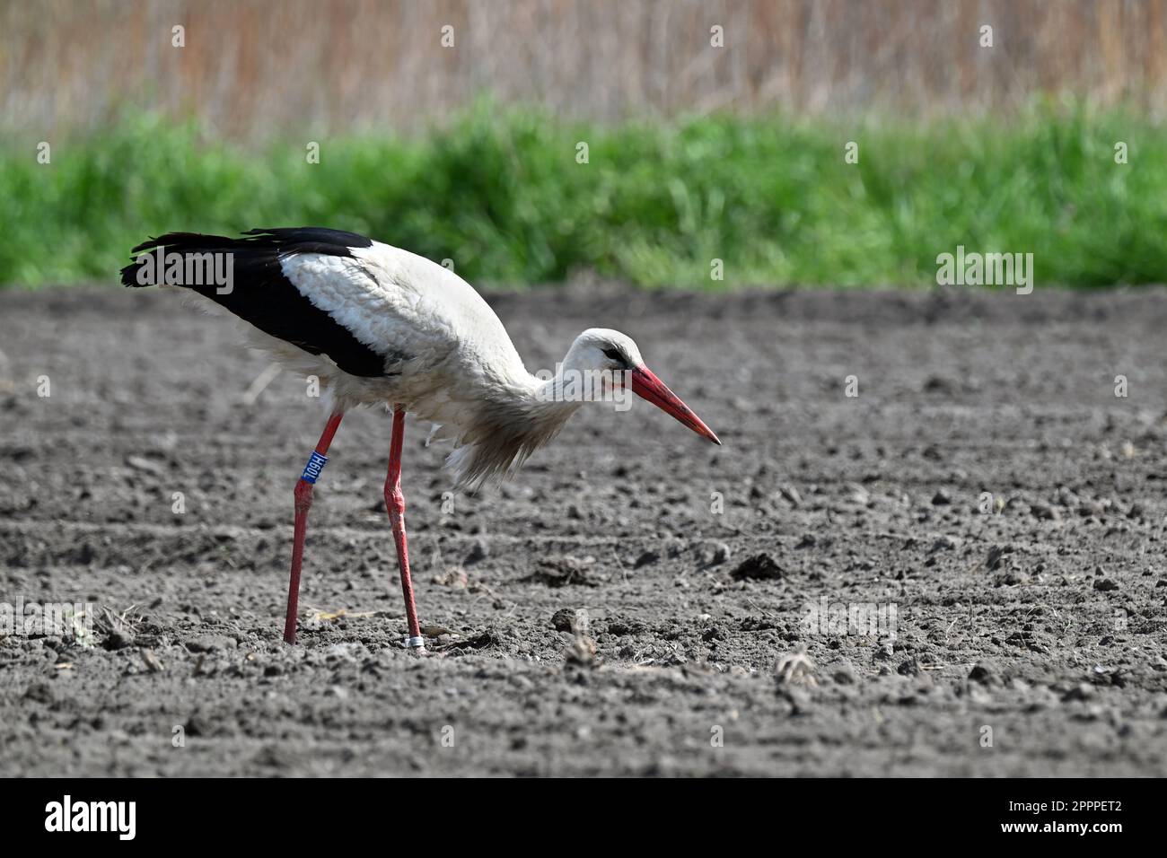 White stork walking hi-res stock photography and images - Alamy