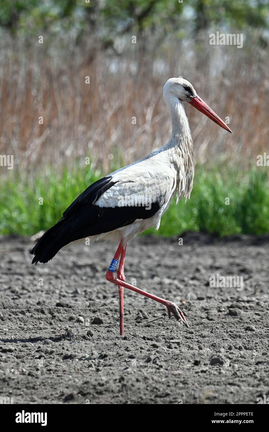 White stork walking hi-res stock photography and images - Alamy