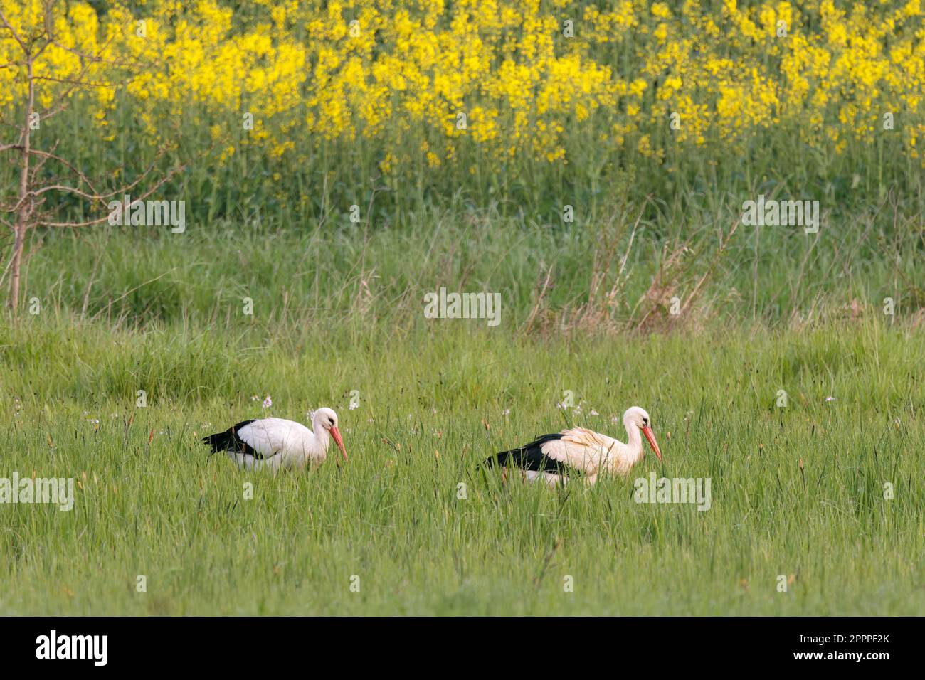 Couple of white storks wandering in spring flower meadow Stock Photo ...