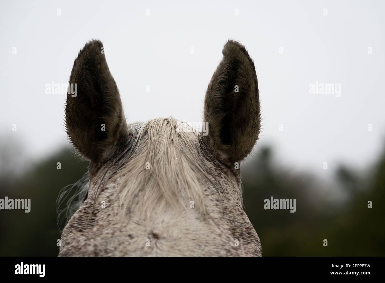 A closeup of a flea-bitten grey horse's ears Stock Photo - Alamy