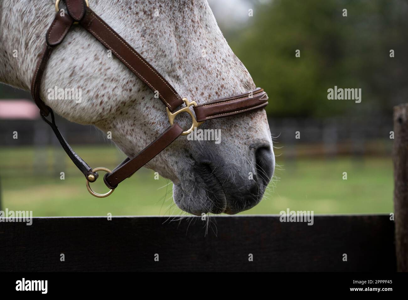 A close up of a flea-bitten grey horse's muzzle and lower face Stock ...
