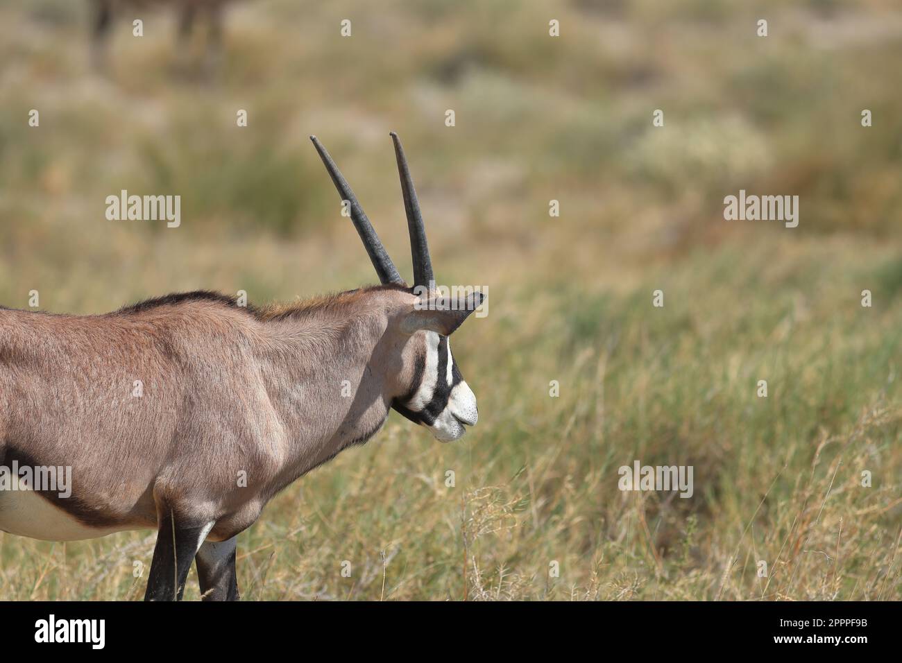 oryx antelope in the wild of etosha Stock Photo - Alamy