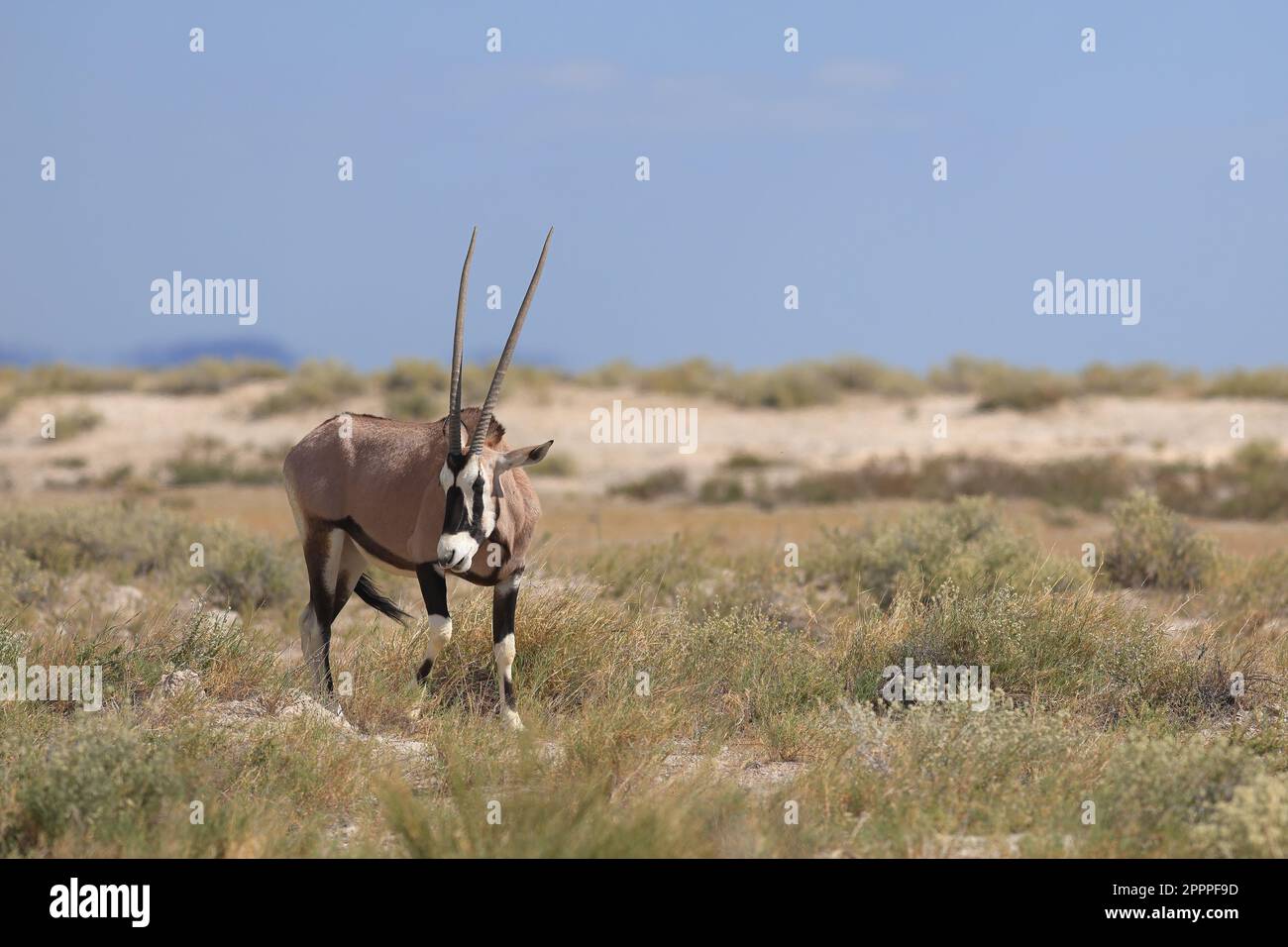 oryx antelope in the wild of etosha Stock Photo - Alamy